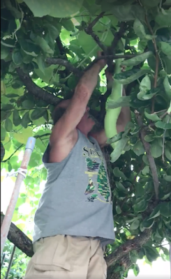 How to Cook Sicilian Cucuzza Recipe – GREENWICH VILLAGE ITALIAN